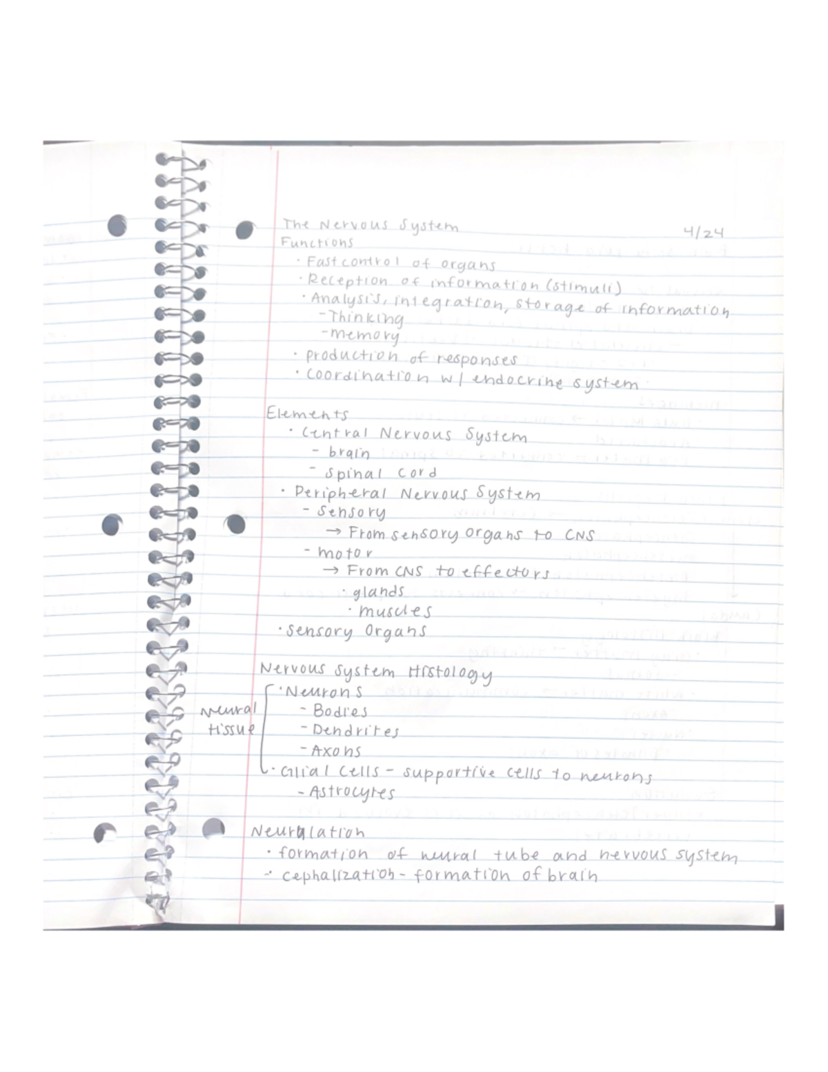 Nervous System - BIO 370 - Studocu