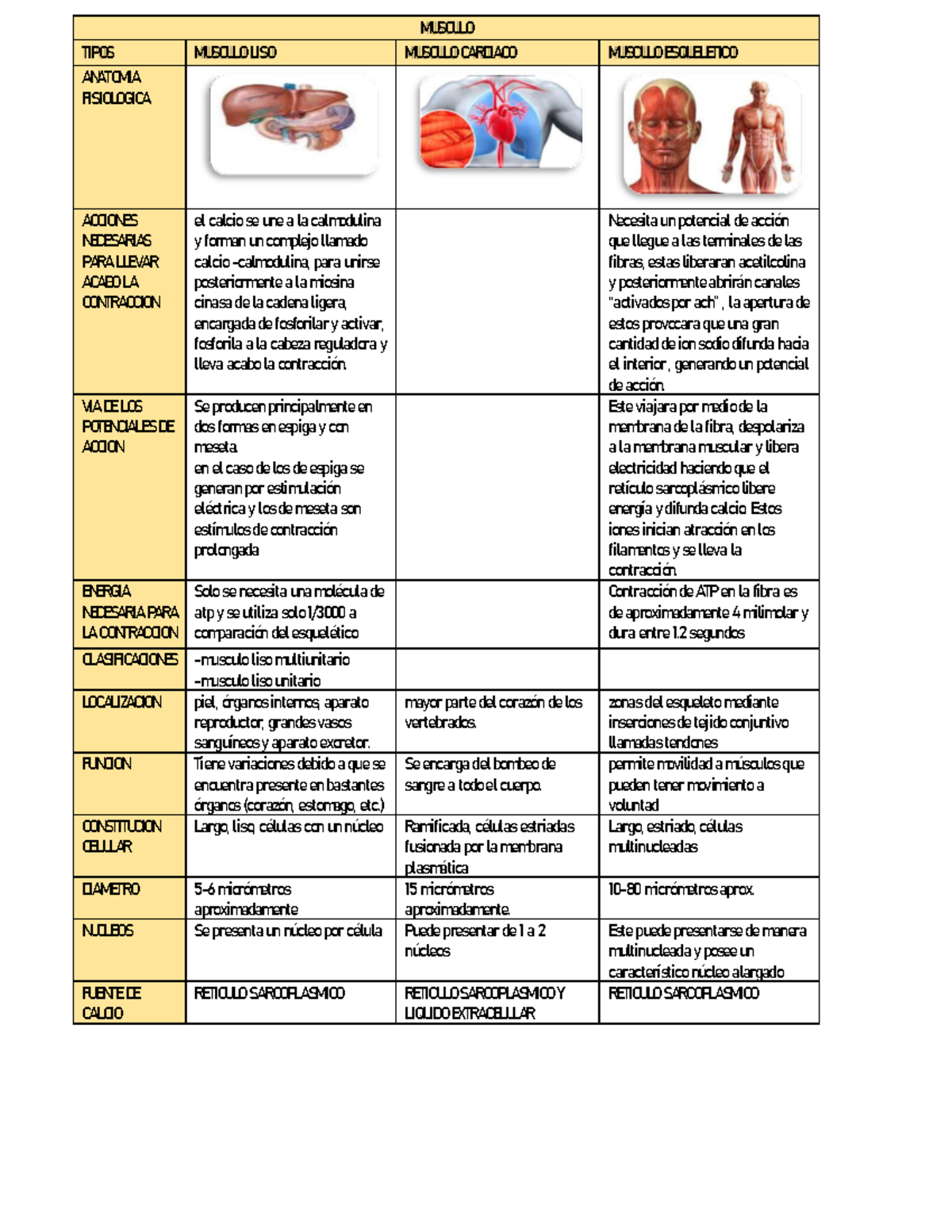 Tabla de musculos y sus caractetizticas - MUSCULO TIPOS MUSCULO LISO ...