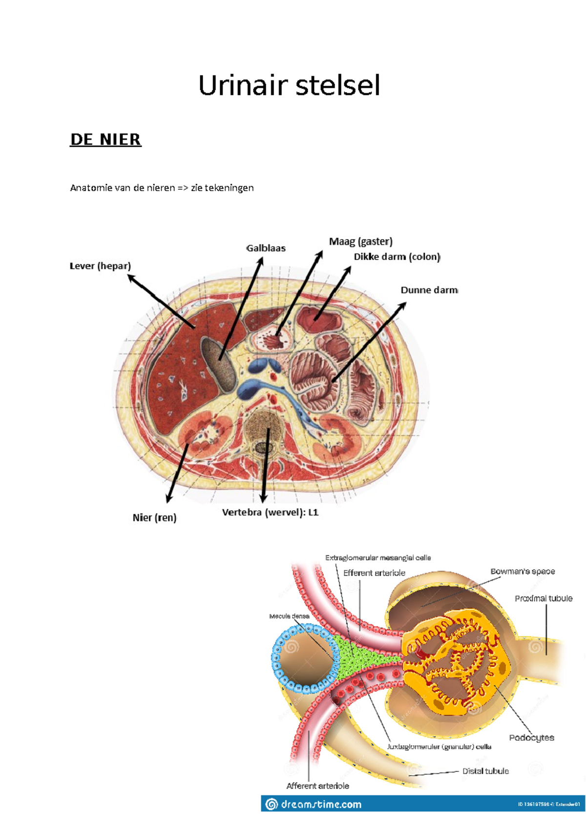 Urinair stelsel en PH regulatie 2 - Anatomie en fysiologie 1 ...
