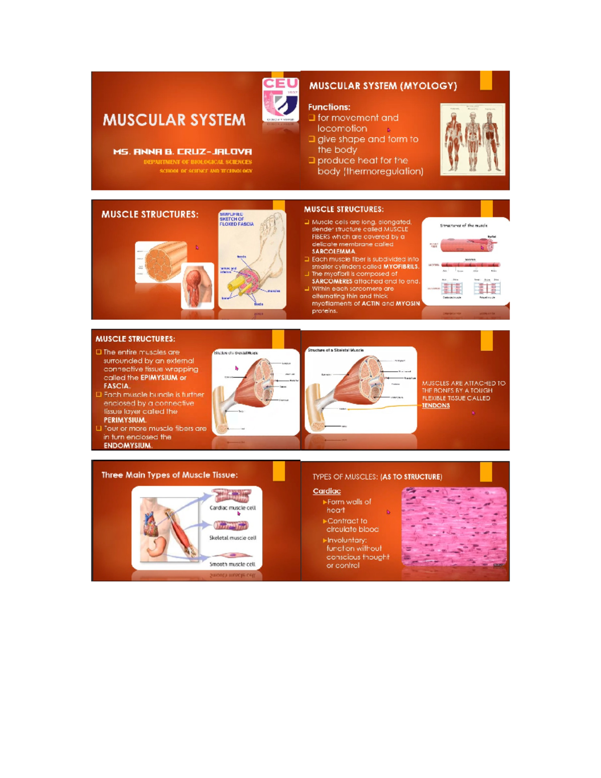 Muscular and digestive system - Foundation of Zoology - Studocu
