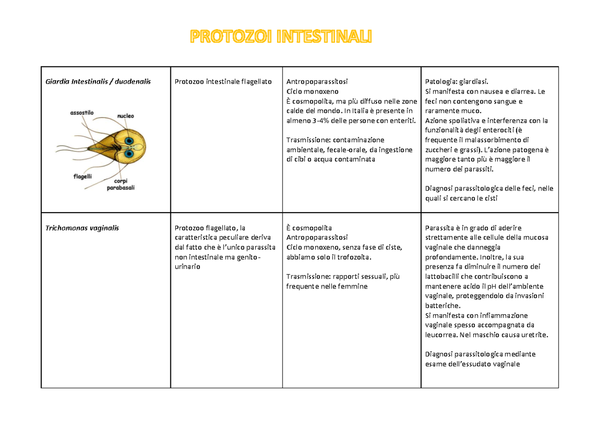 Parassiti intestinali schema - Giardia Intestinalis / duodenalis ...