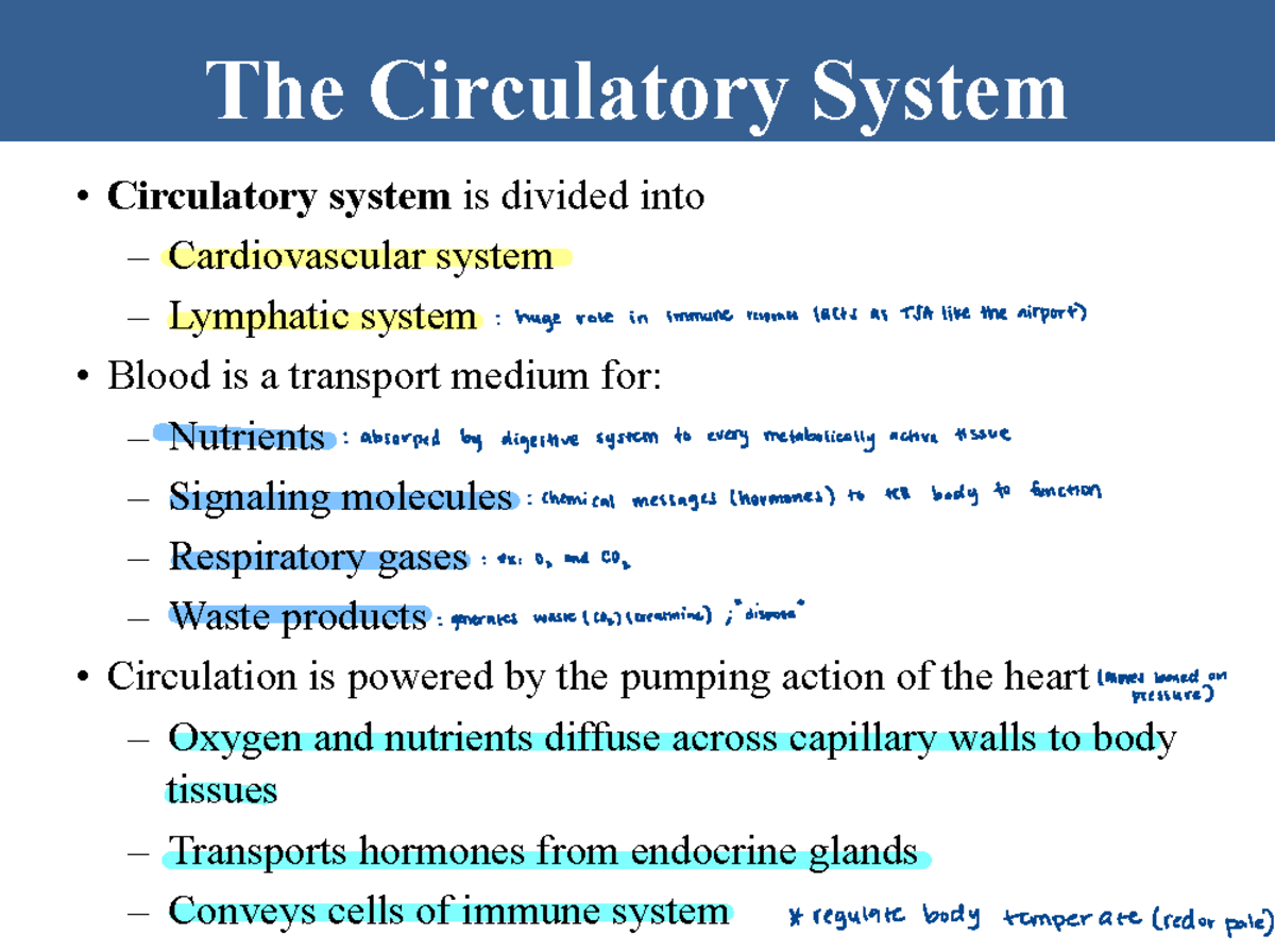 Blood Anatomy 211 - • Circulatory system is divided into ...