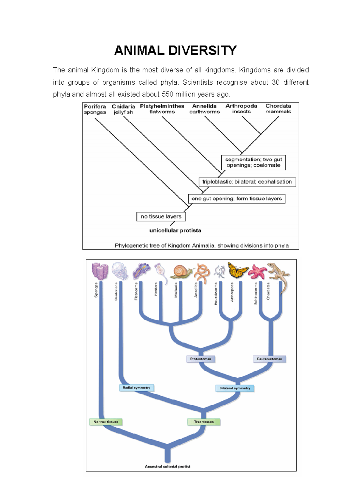 Animal Diversity 2023 - ANIMAL DIVERSITY The animal Kingdom is the most ...