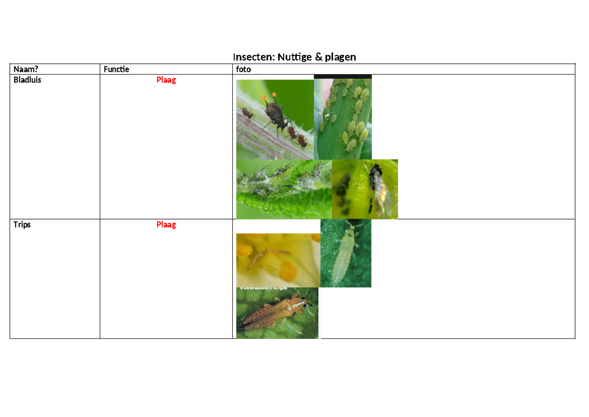 Insecten & onkruiden - test plantbescherming - Insecten: Nuttige ...