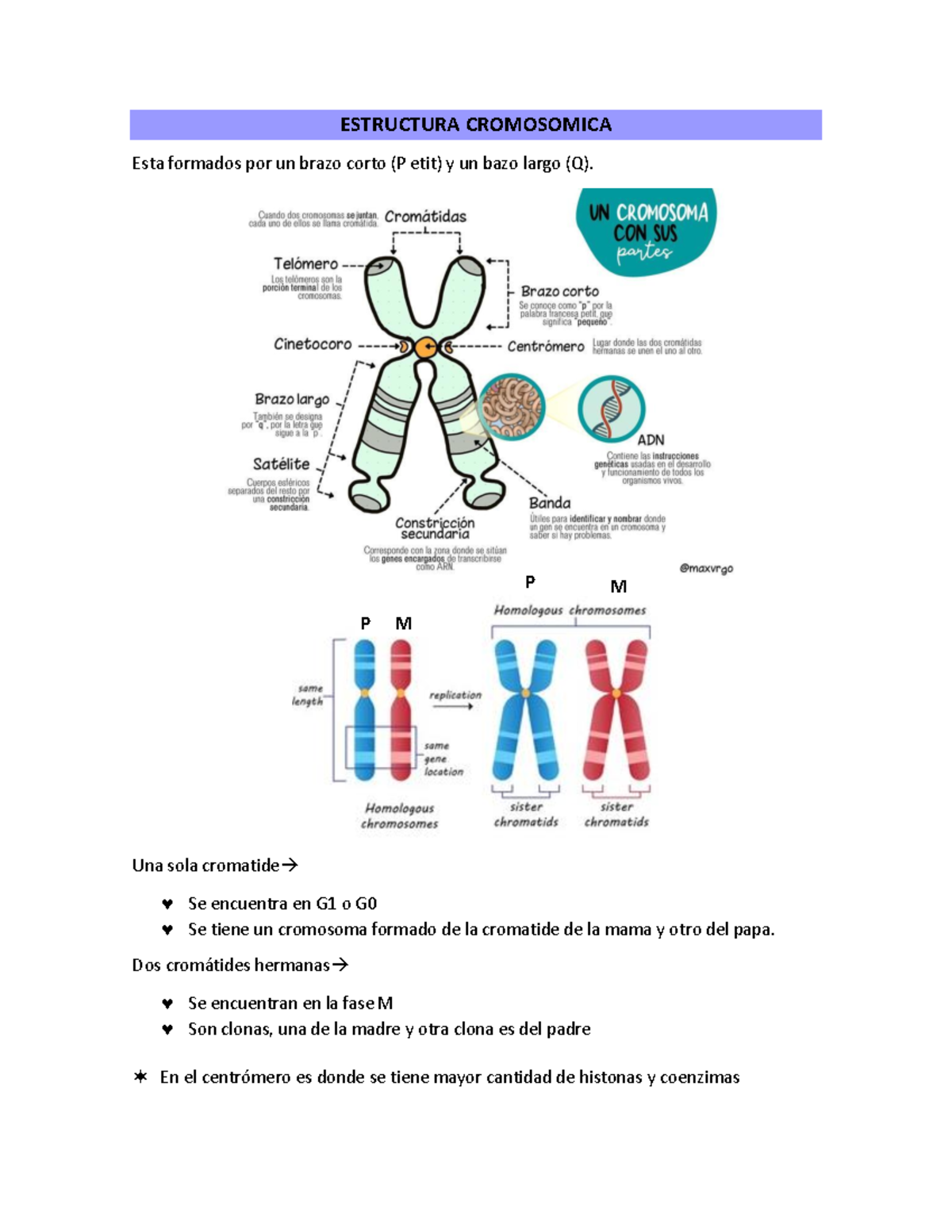 Genetica Medica Parcial III - ESTRUCTURA CROMOSOMICA Esta formados por un brazo corto (P etit) y ...