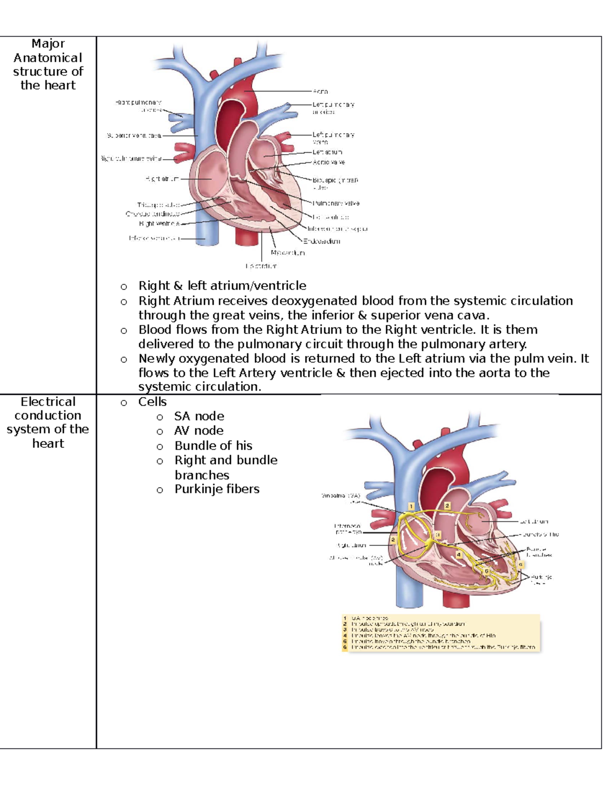 Exam3 notes 1 - n/a - Major Anatomical structure of the heart o Right ...