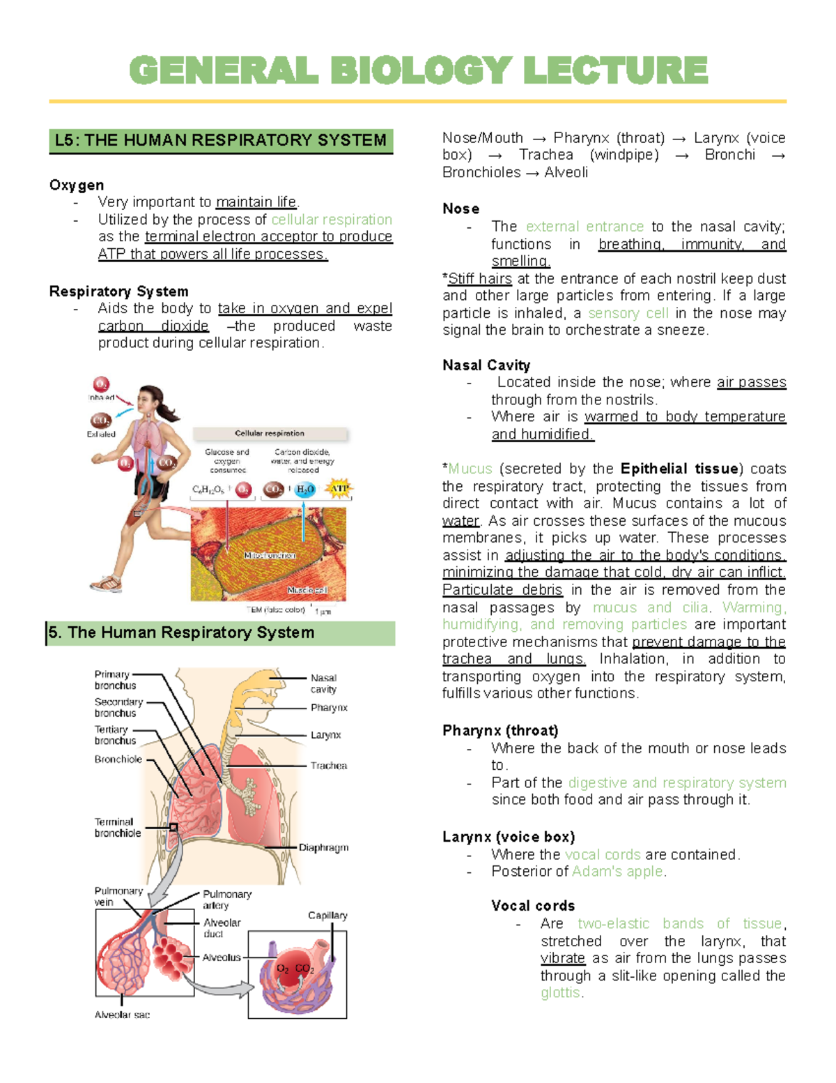 Human respiratory notes - L5: THE HUMAN RESPIRATORY SYSTEM Oxygen ...