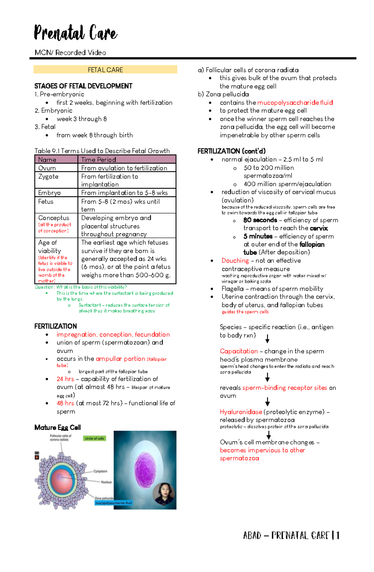 MCN: Prenatal Care Transcribed Notes 1 - FETAL CARE STAGES OF FETAL ...