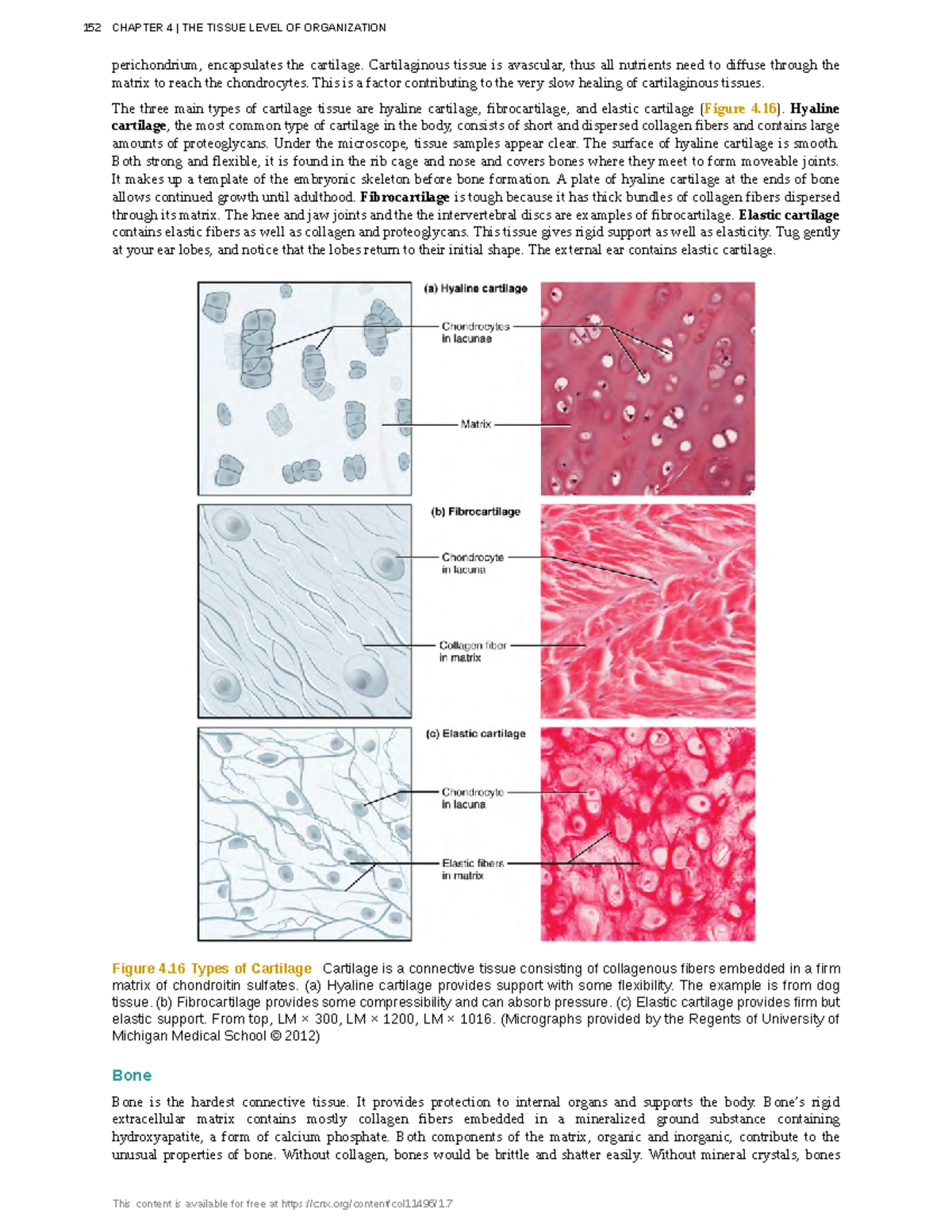 Anatomy-physiology-54 - perichondrium, encapsulates the cartilage ...