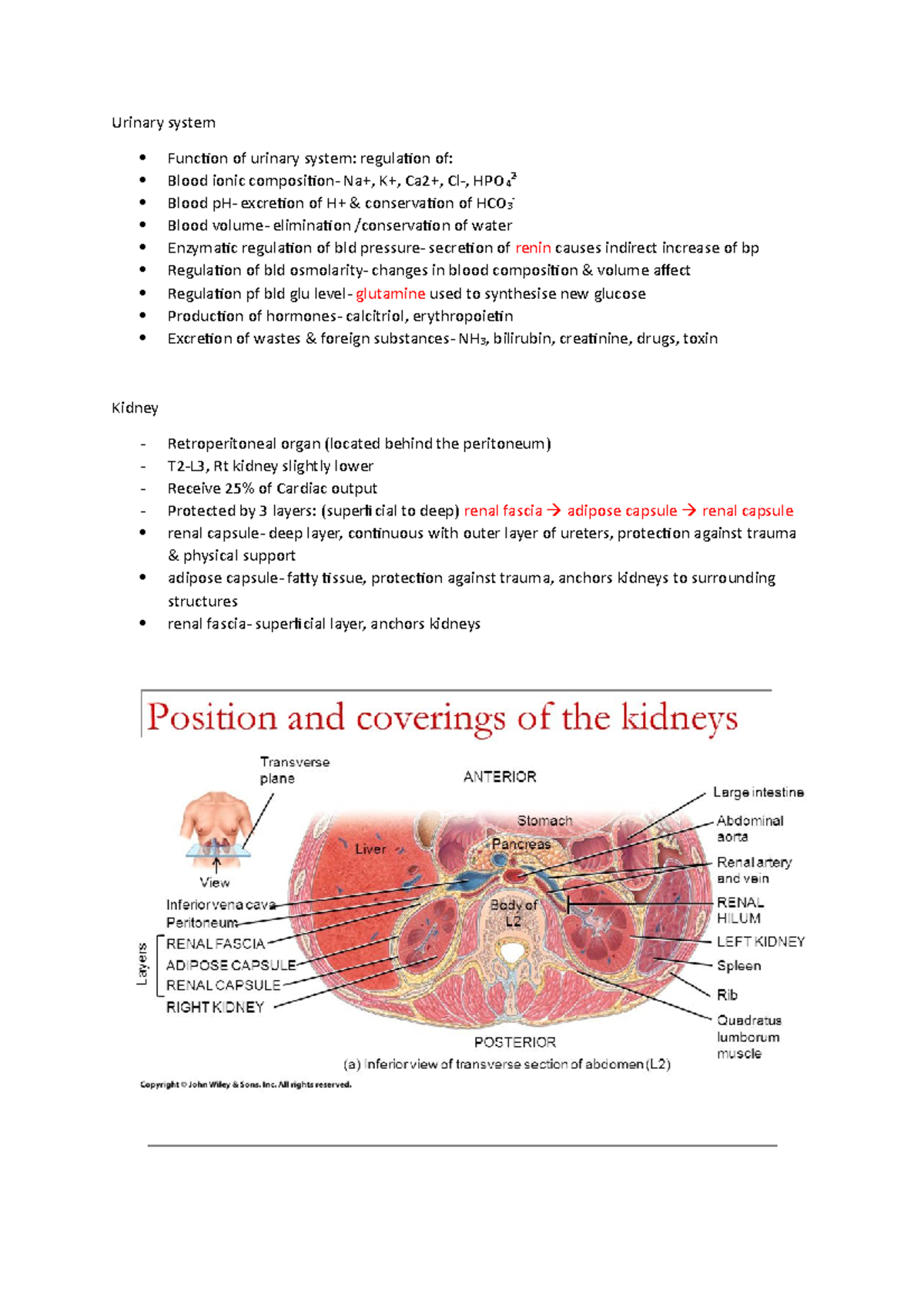 14 - Urinary system - Lecture notes 14 - Urinary system Function of ...