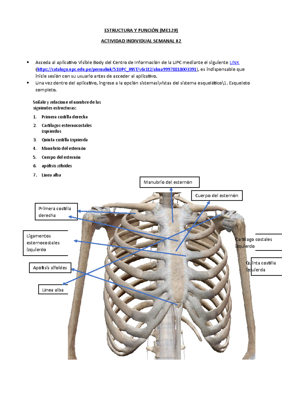 ME129 Ey F Tarea Sem02 22 - ESTRUCTURA Y FUNCIÓN (ME129) ACTIVIDAD ...