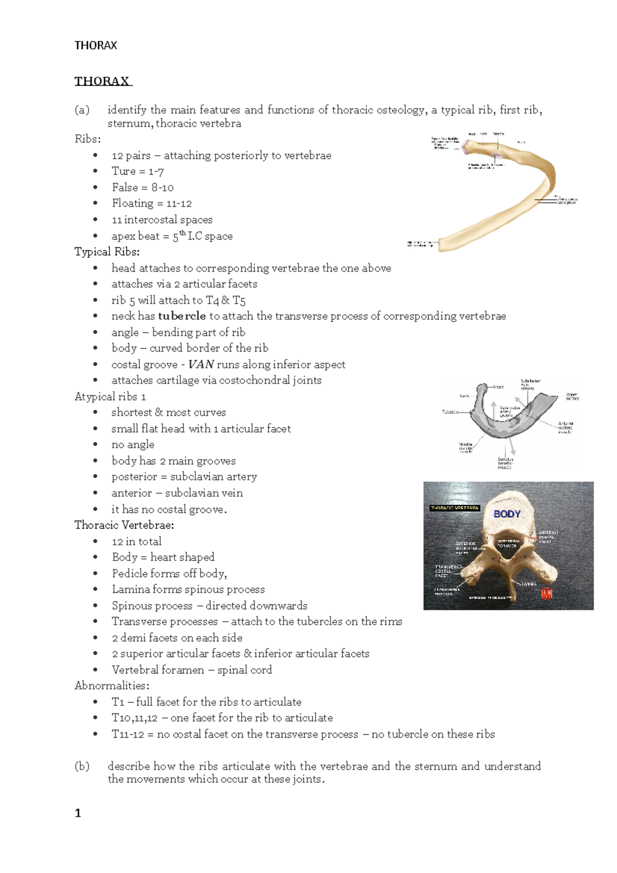 Thorax Notes - THORAX (a) identify the main features and functions of ...