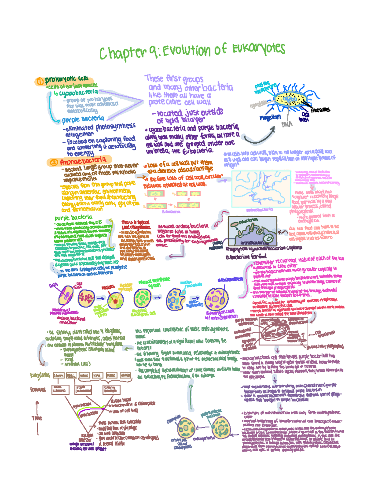Chapter 9 Concept Map - lopes - Chapter 9 Evolution of Eukaryotes Taryn ...