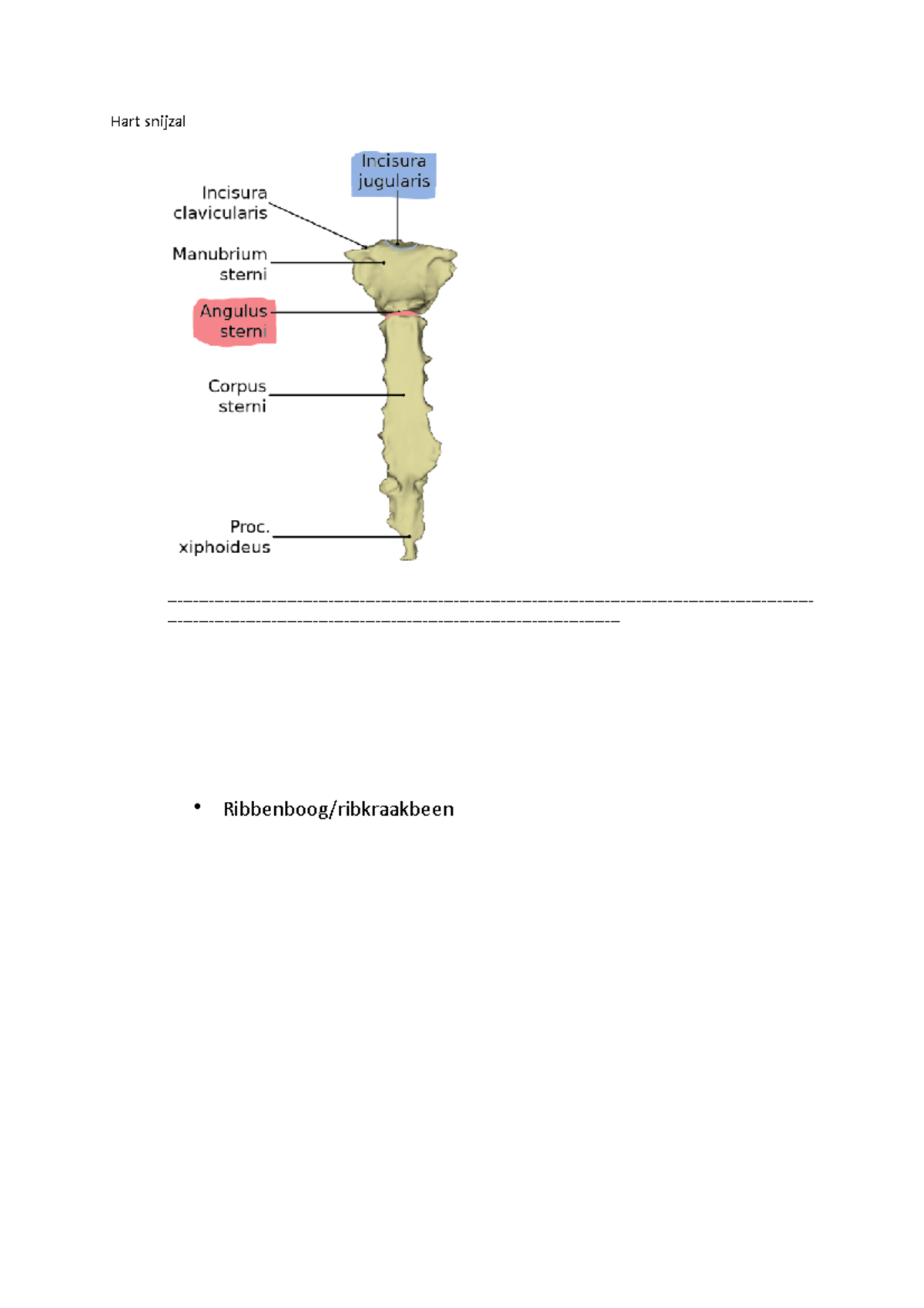 Hart snijzal - ECHO Zso - Hart snijzal - Ribbenboog/ribkraakbeen ...