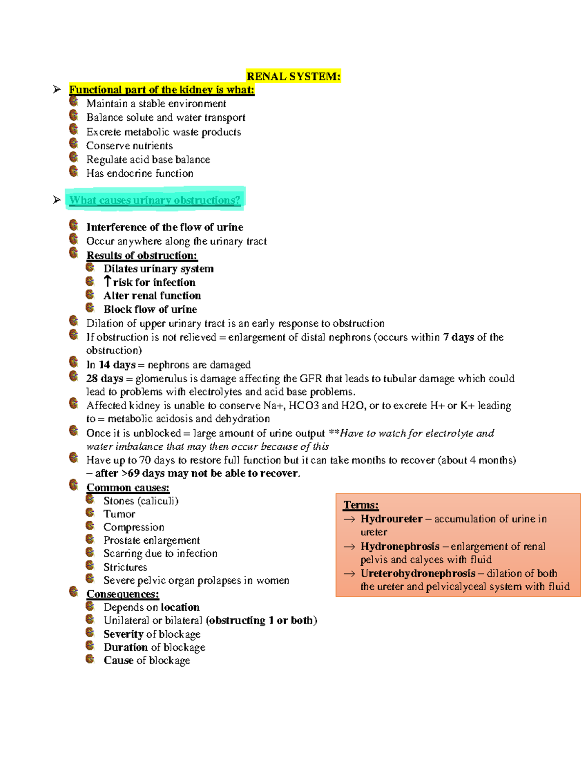 Renal System - Study guide - RENAL SYSTEM: Functional part of the ...