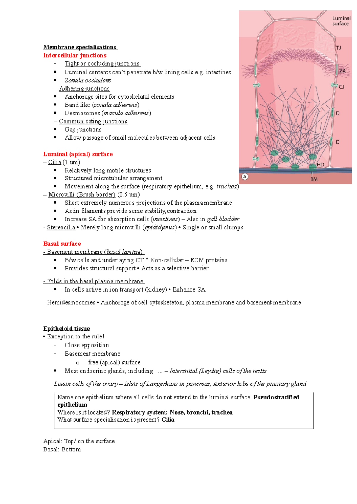 Epi notes - Membrane specialisations Intercellular junctions - Tight or ...