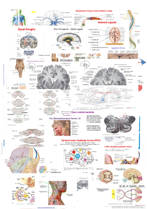 Muscles of the arm table - Muscle Origin Insertion Innervation Action ...