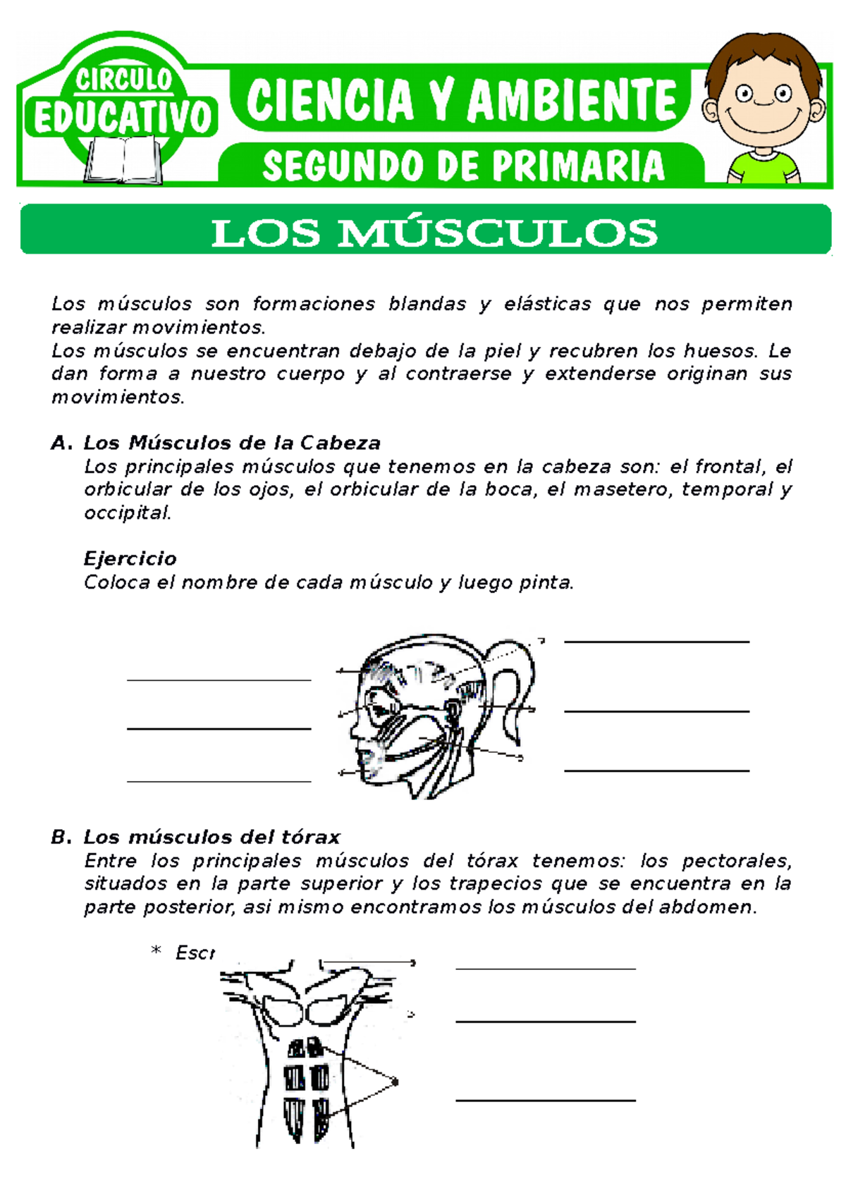 Los Musculos para Segundo de Primaria - Los músculos son formaciones ...