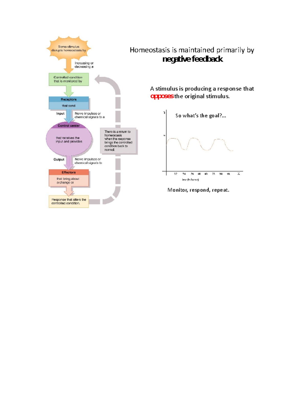Anatomy diagrams - Homeostasis is maintained primarily by negative ...