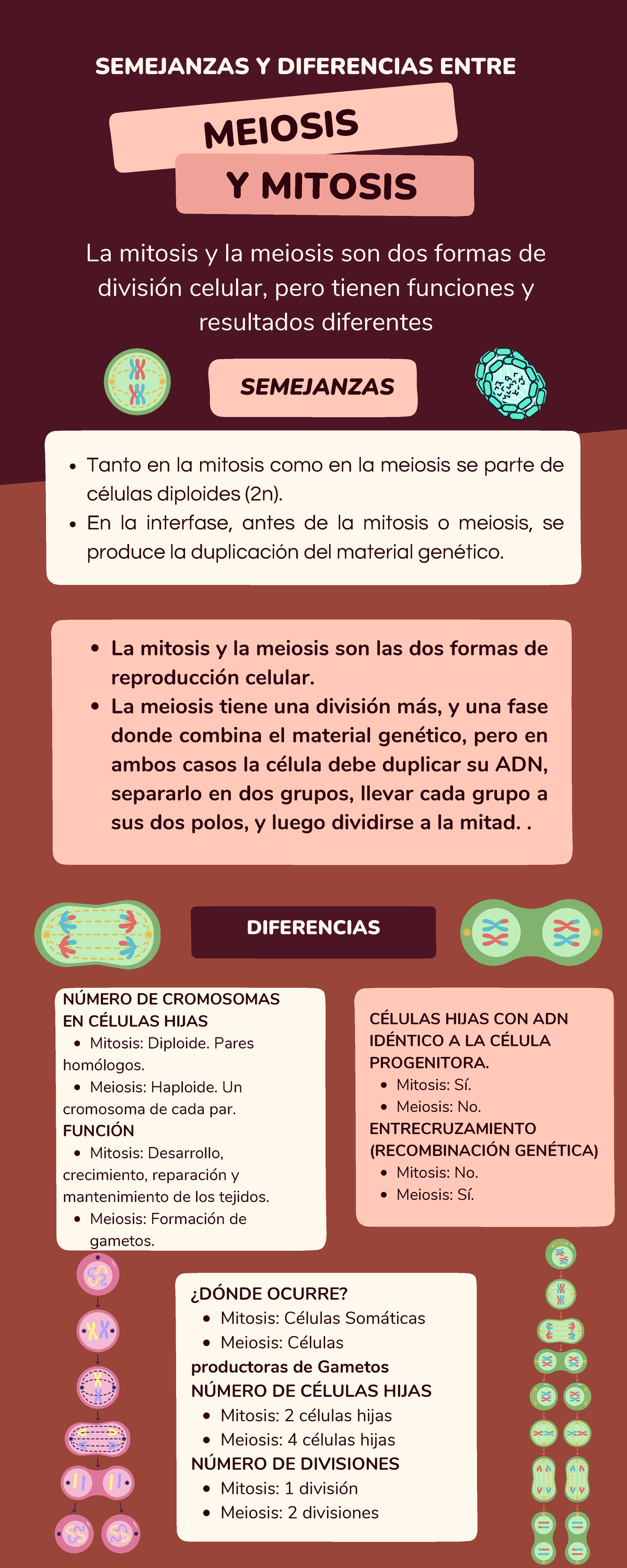 SEMEJANZAS Y DIFERENCIAS ENTRE MITOSIS Y MEIOSIS - MEIOSIS Y MITOSIS La mitosis y la meiosis son ...