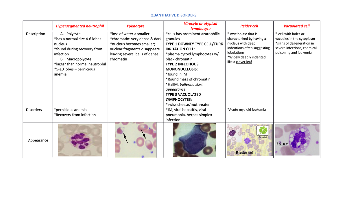 Quantitative- Disorders - QUANTITATIVE DISORDERS Hypersegmented ...