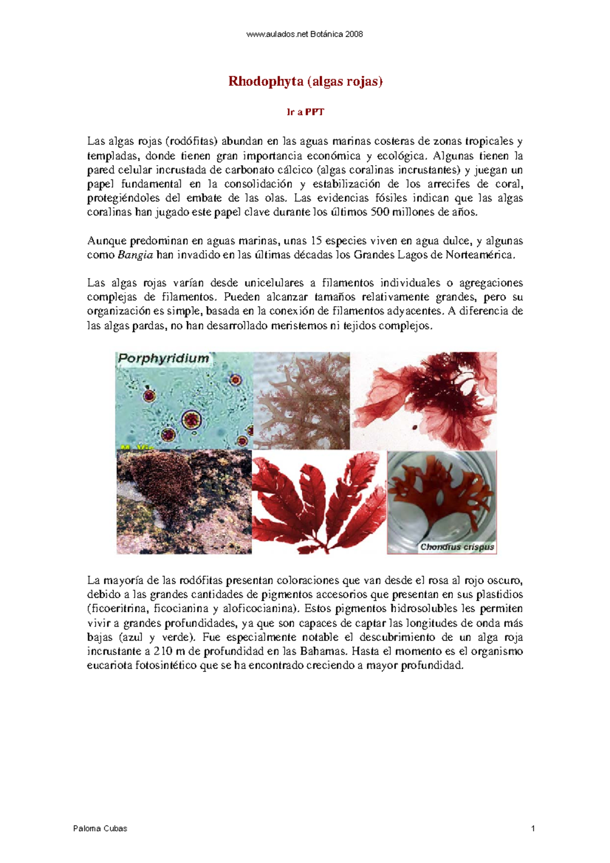8 Rhodophyta texto - Espero te ayude - Rhodophyta (algas rojas) Ir a ...