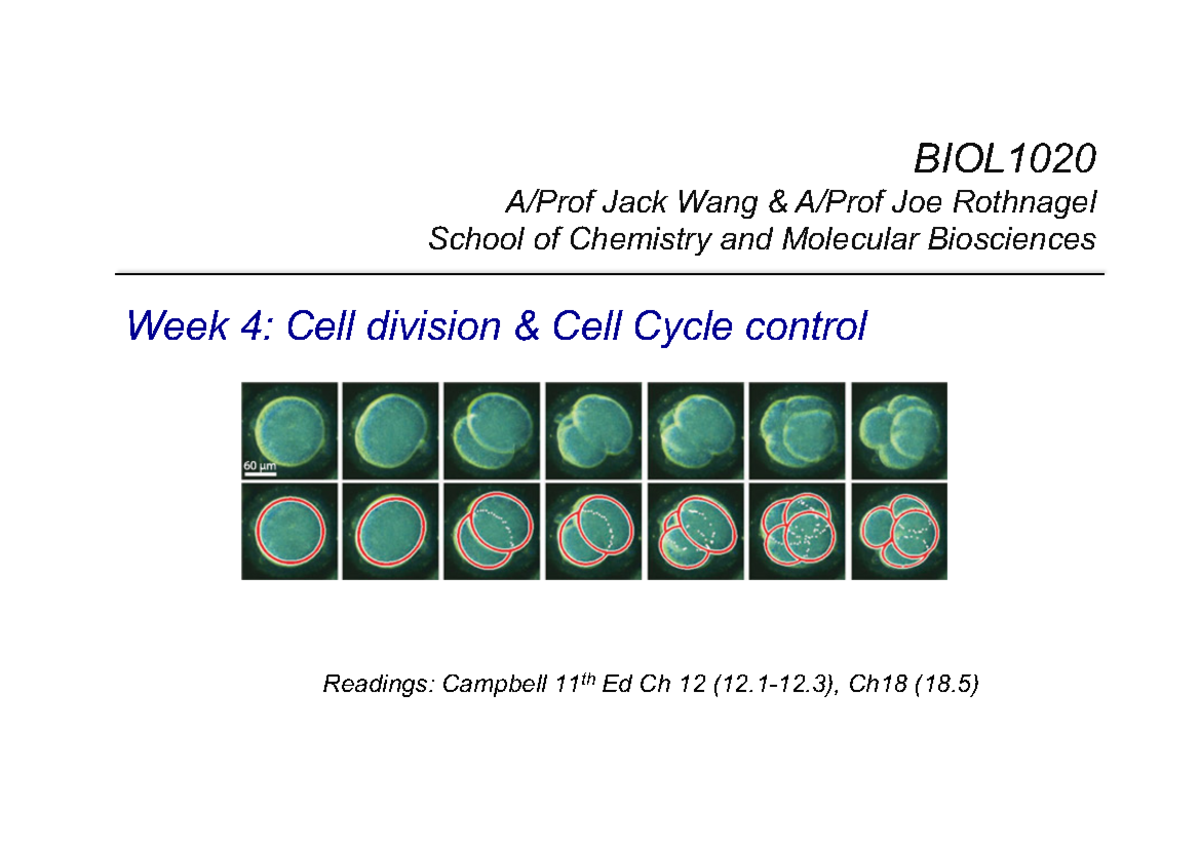 BIOL1020 WKS 4-6 - Week 4: Cell division & Cell Cycle control Readings ...