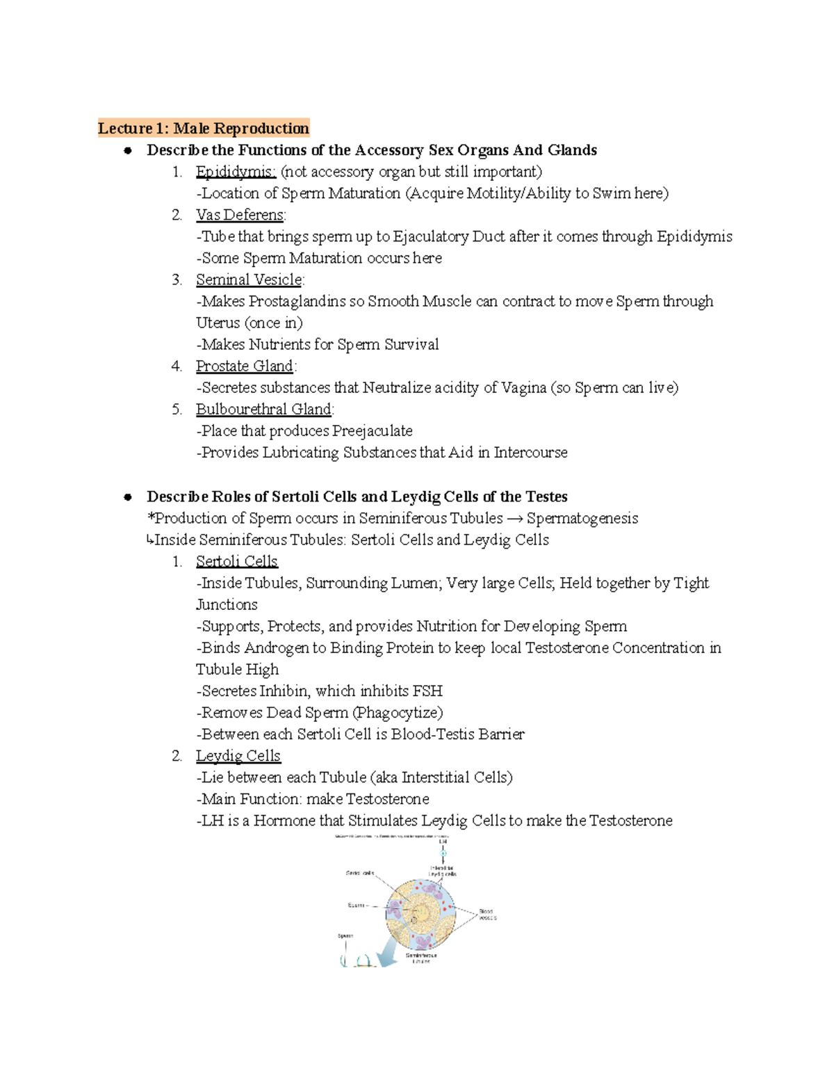 PHYS 3200 Reproductive Study Guide - Lecture 1: Male Reproduction ...