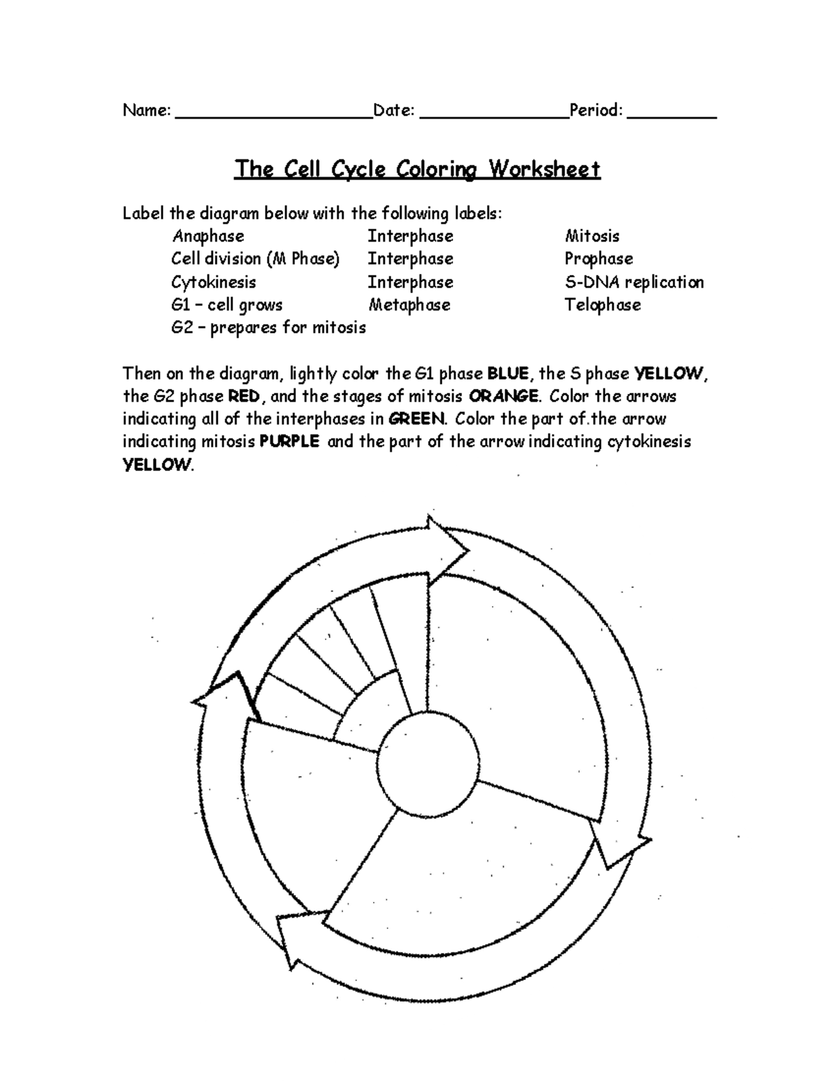 Cell cycle worksheet diagram - Name: Date: Period: The Cell Cycle ...