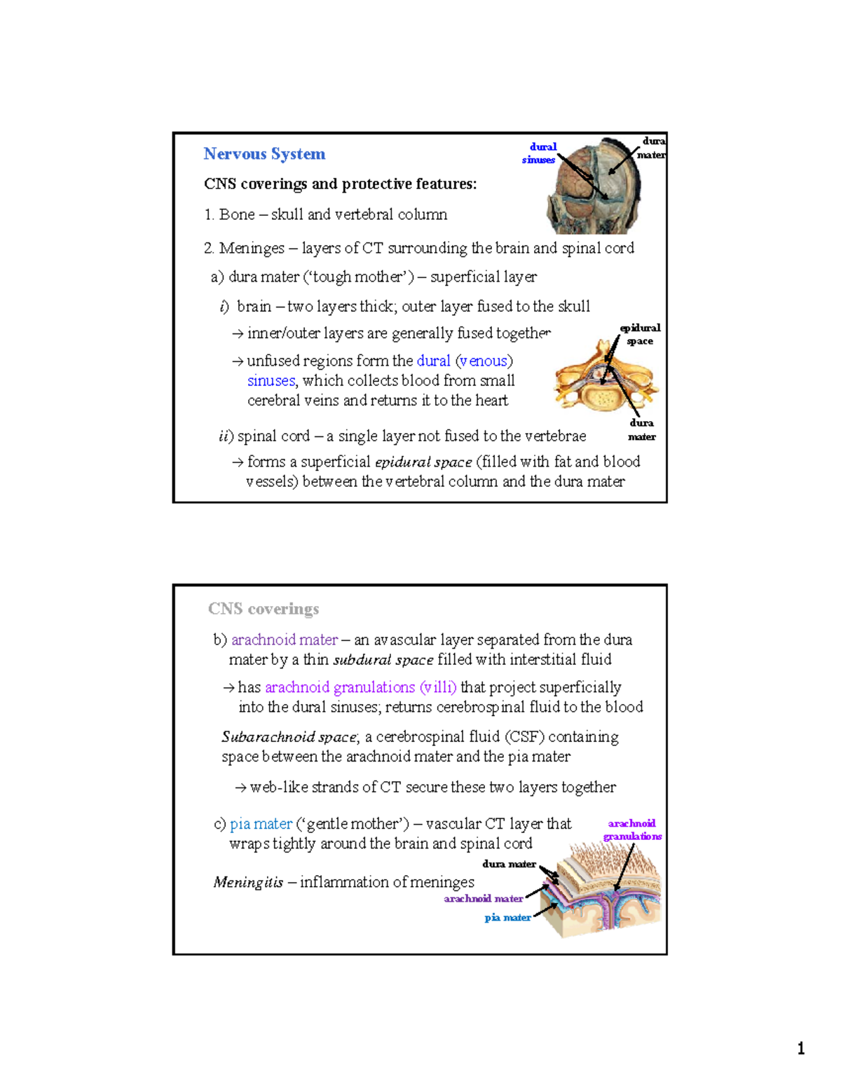 Anatomy notes week 11 [2 slides per page] - Nervous System CNS ...