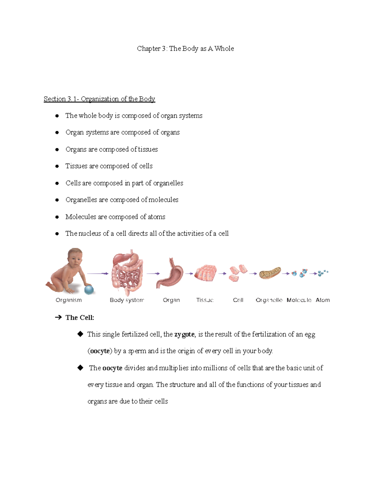 Ch. 3- The Body as a Whole - Chapter 3: The Body as A Whole Section 3 ...