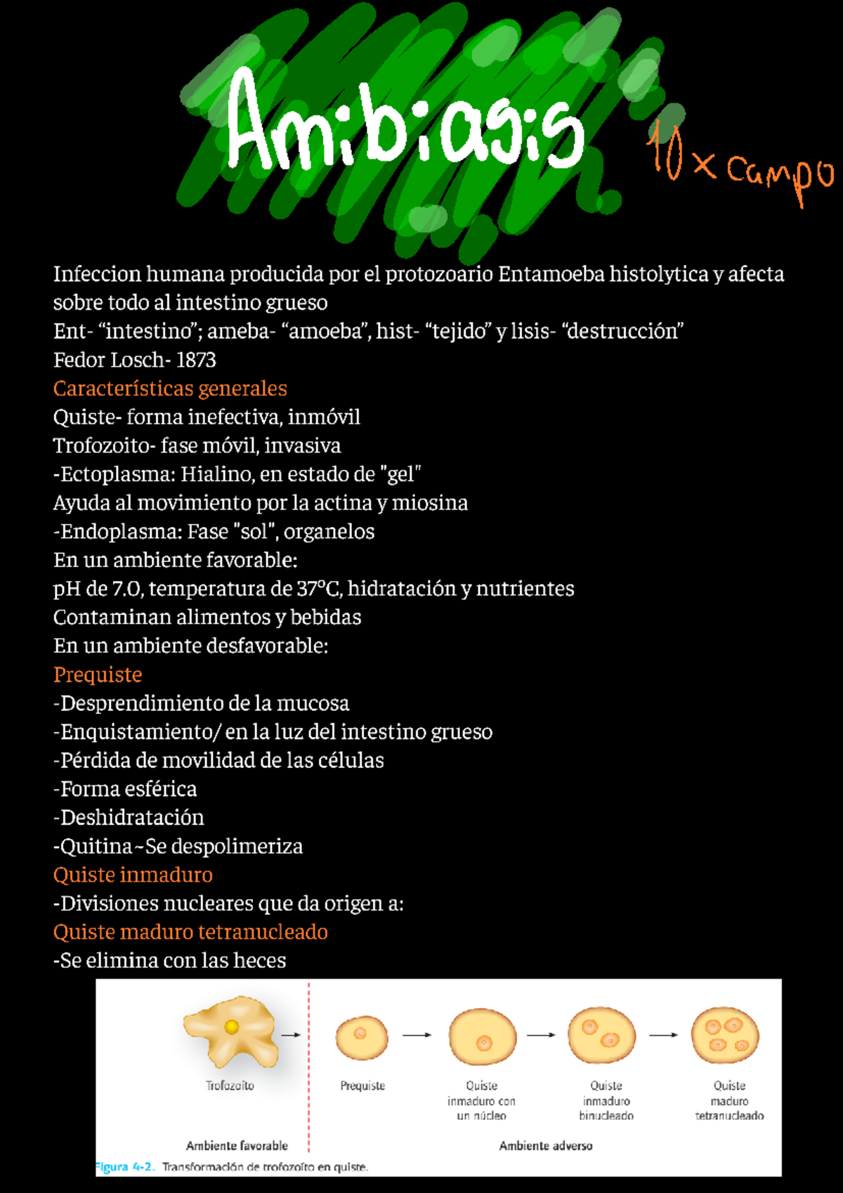 Amibiasis - Amibias:5 X campo Infeccion humana producida por el ...