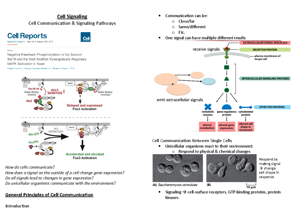Cell Signaling (Intracellular Receptors, Cell Surface Receptors ...