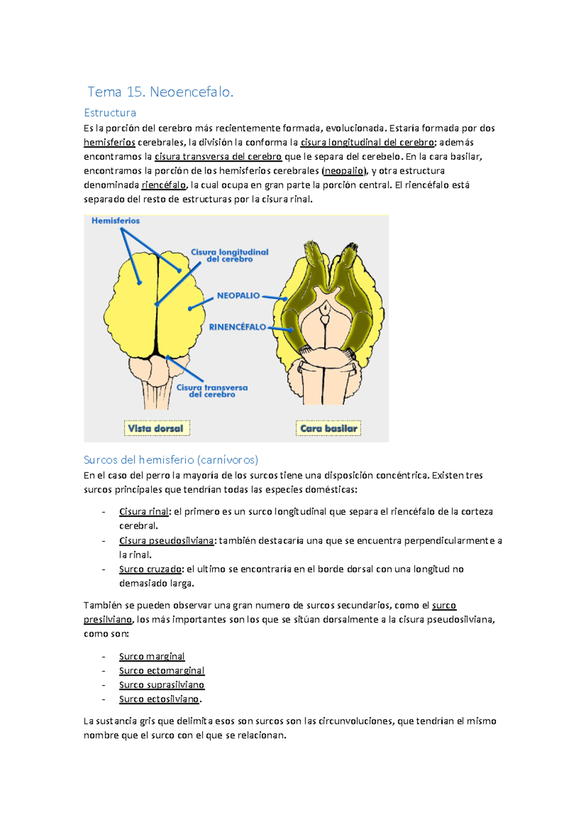 Tema 15 - Apuntes 15 - Tema 15. Neoencefalo. Estructura Es la porción ...