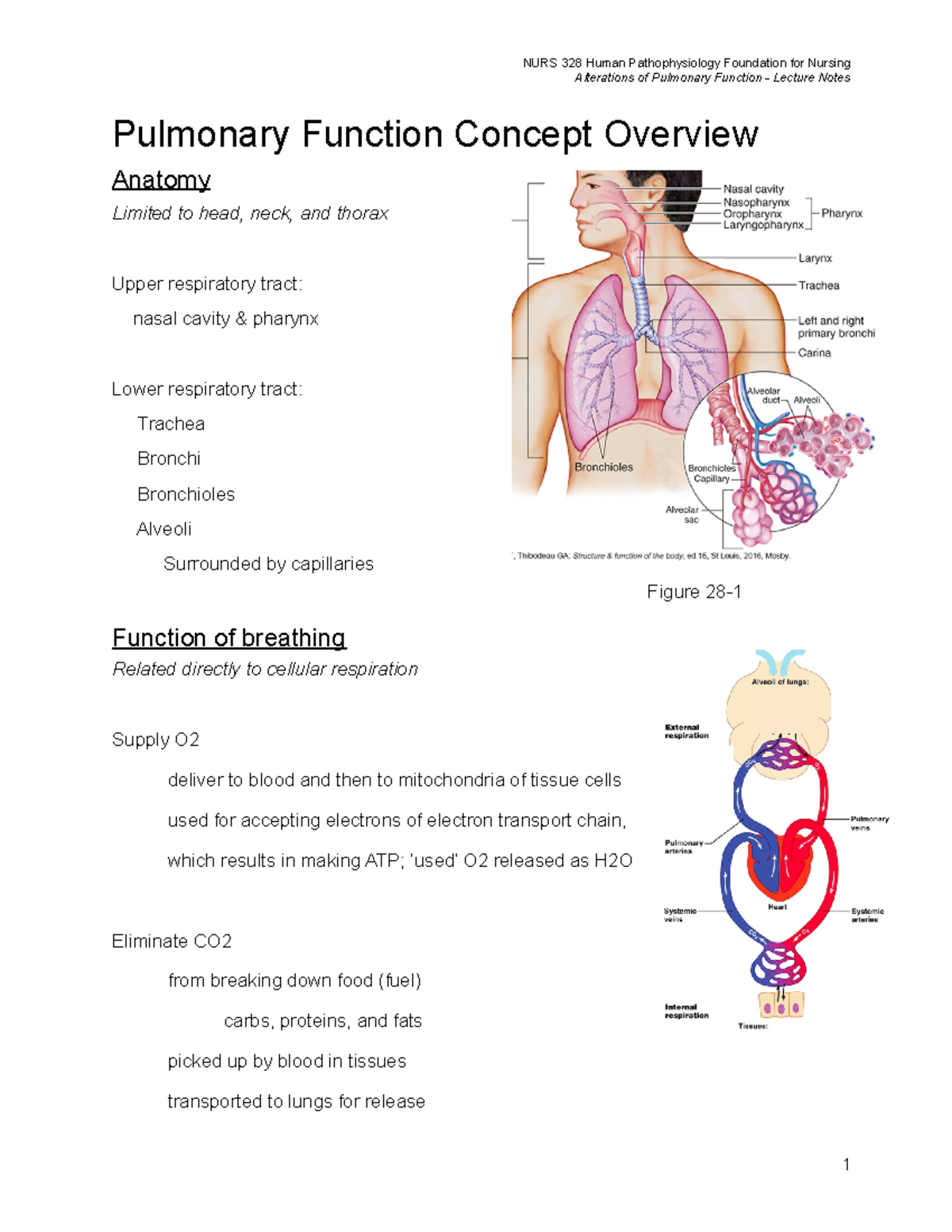 Alterations of Pulmonary Function - Often described by the person as ...