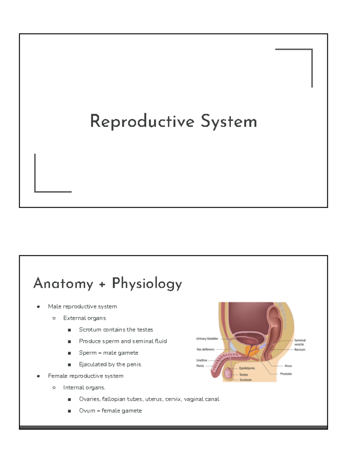 Reproductive - nice - Reproductive System Anatomy + Physiology Male ...
