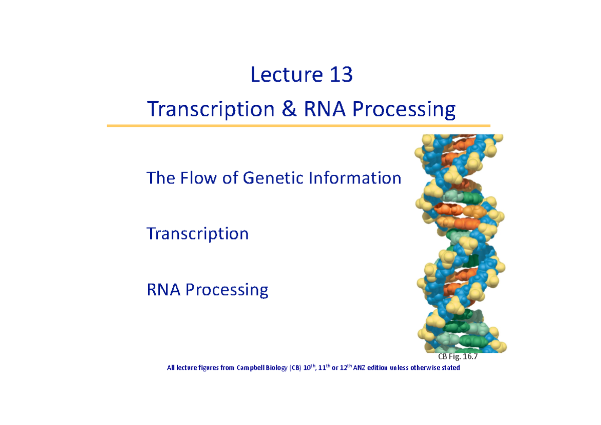 L13 HO Transcription - notes - Lecture 13 Transcription & RNA ...