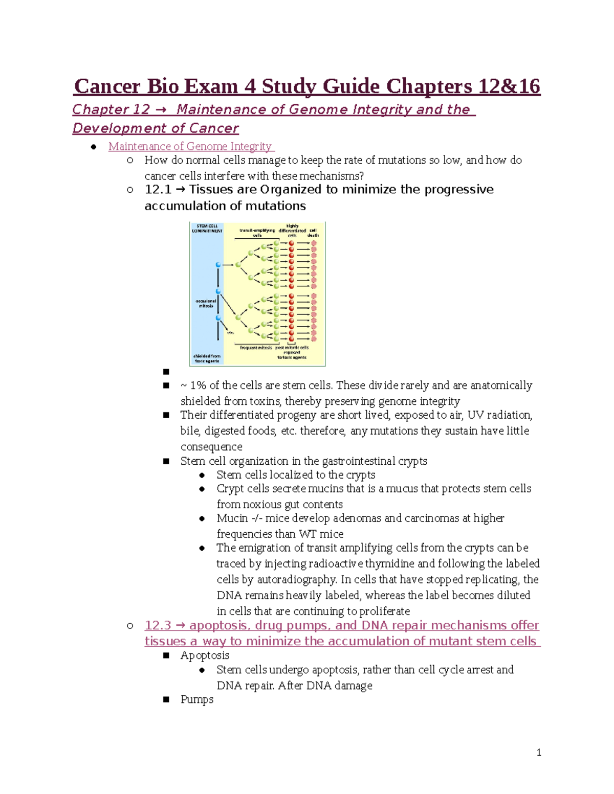 Cancer Bio Exam 4 Study Guide Chapters 12 16 - Cancer Bio Exam 4 Study ...