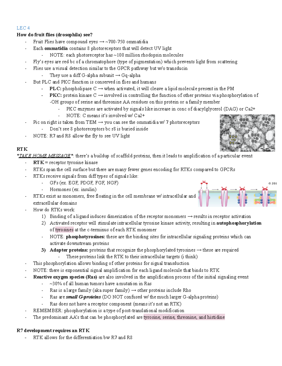 LEC 4 - lec 4 summary notes - LEC 4 How do fruit flies (drosophila) see ...