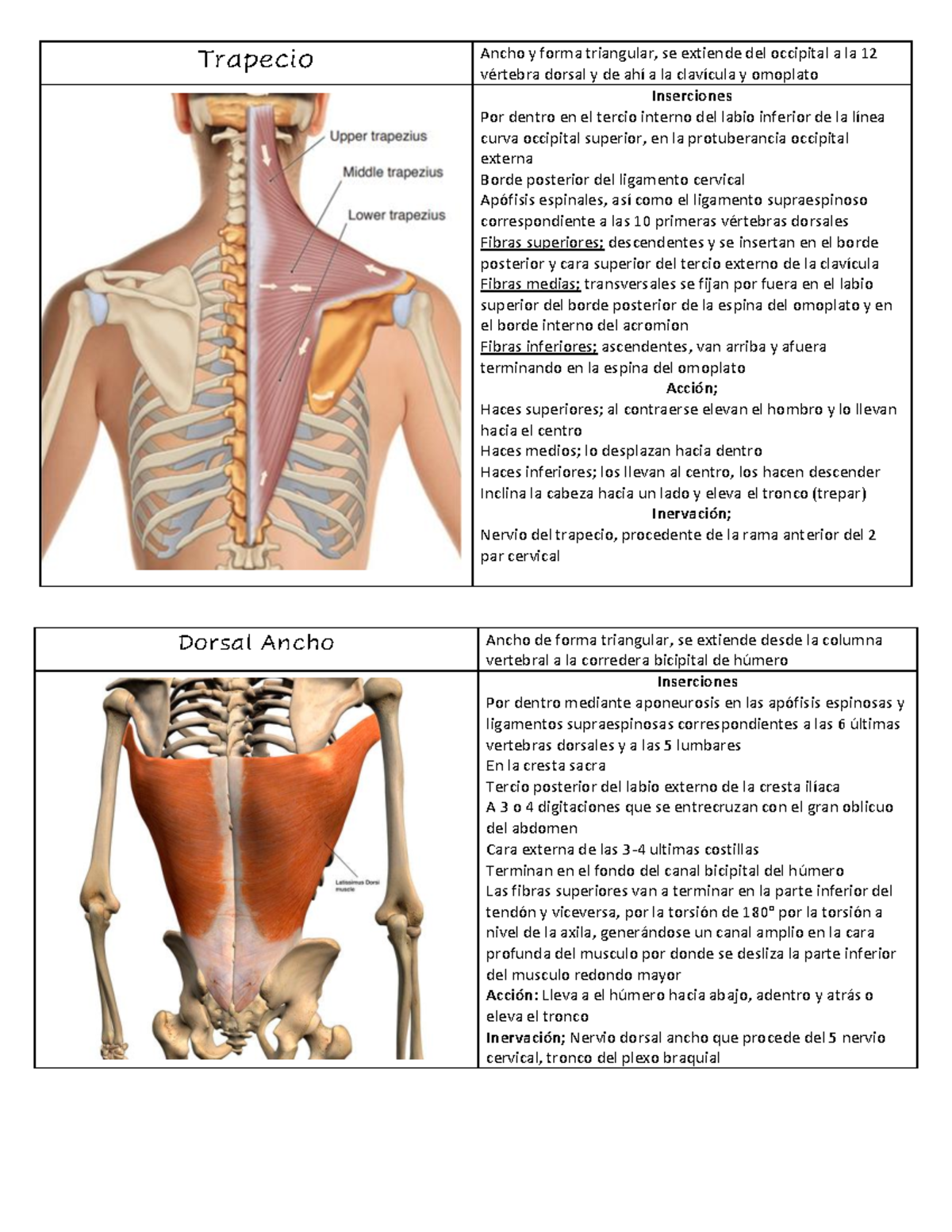 Trapecio - resumen - Trapecio Ancho y forma triangular, se extiende del ...