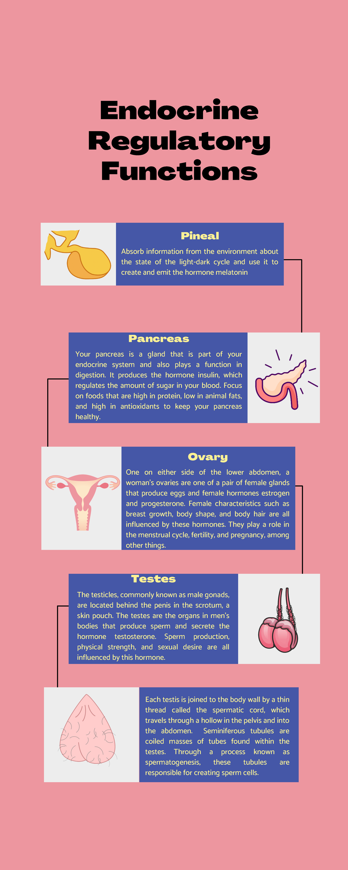 Endocrine Regulatory Functions - 2'3&6,2( (*90"836> 92&8, ,2(" - Studocu