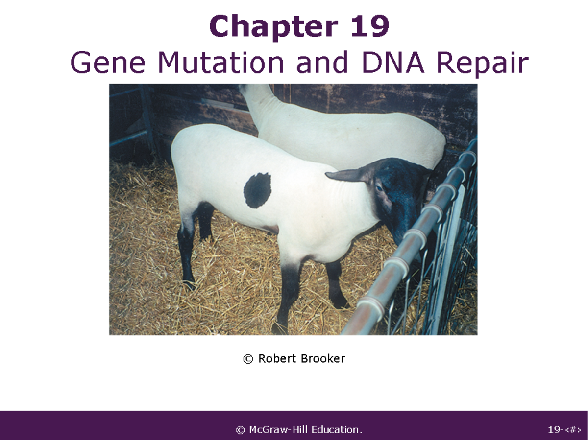 -Chapter 19 - Ch 15 slides - Chapter 19 Gene Mutation and DNA Repair ...