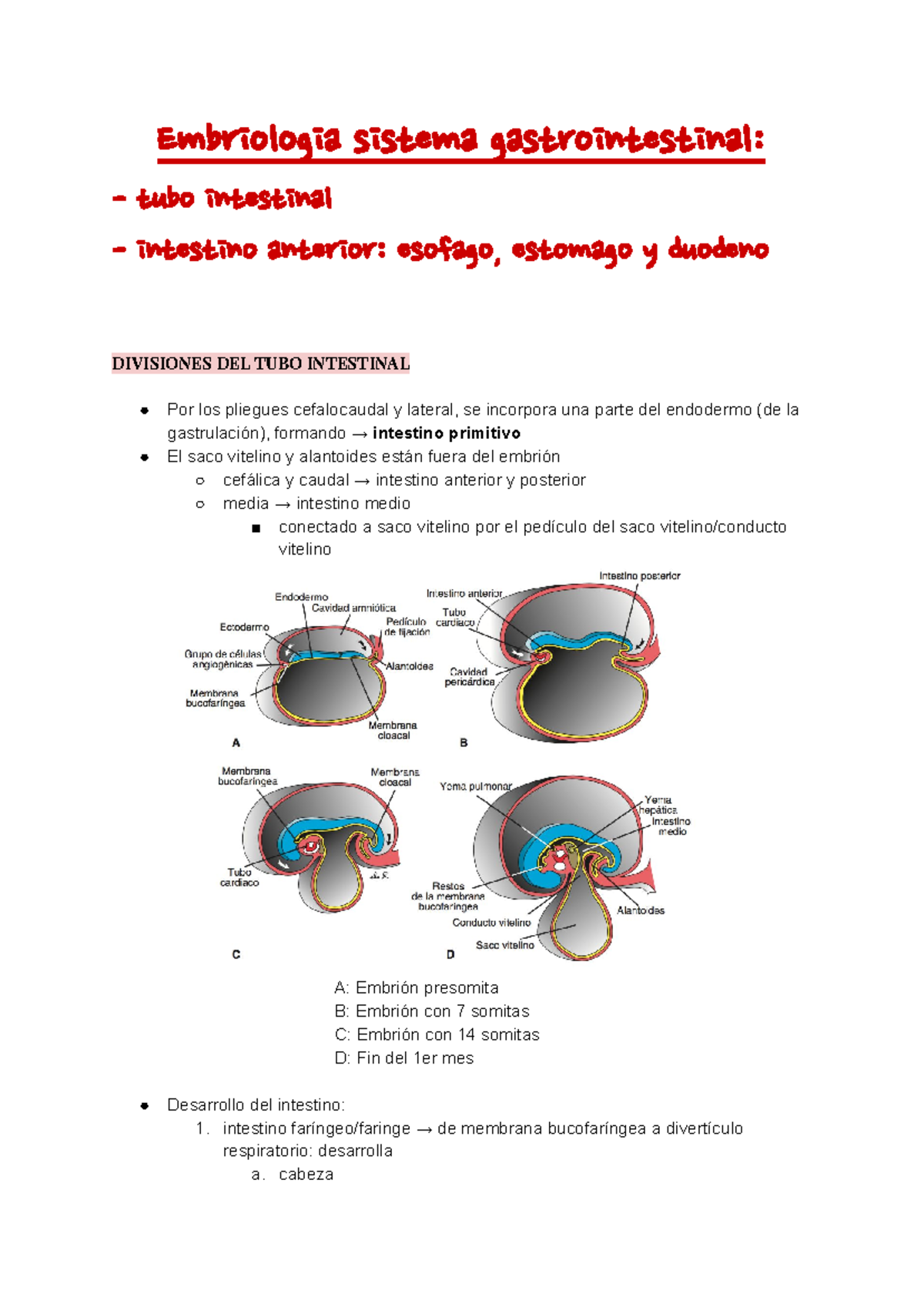 Embriología sistema gastrointestinal tubo intestinal e intestino ...