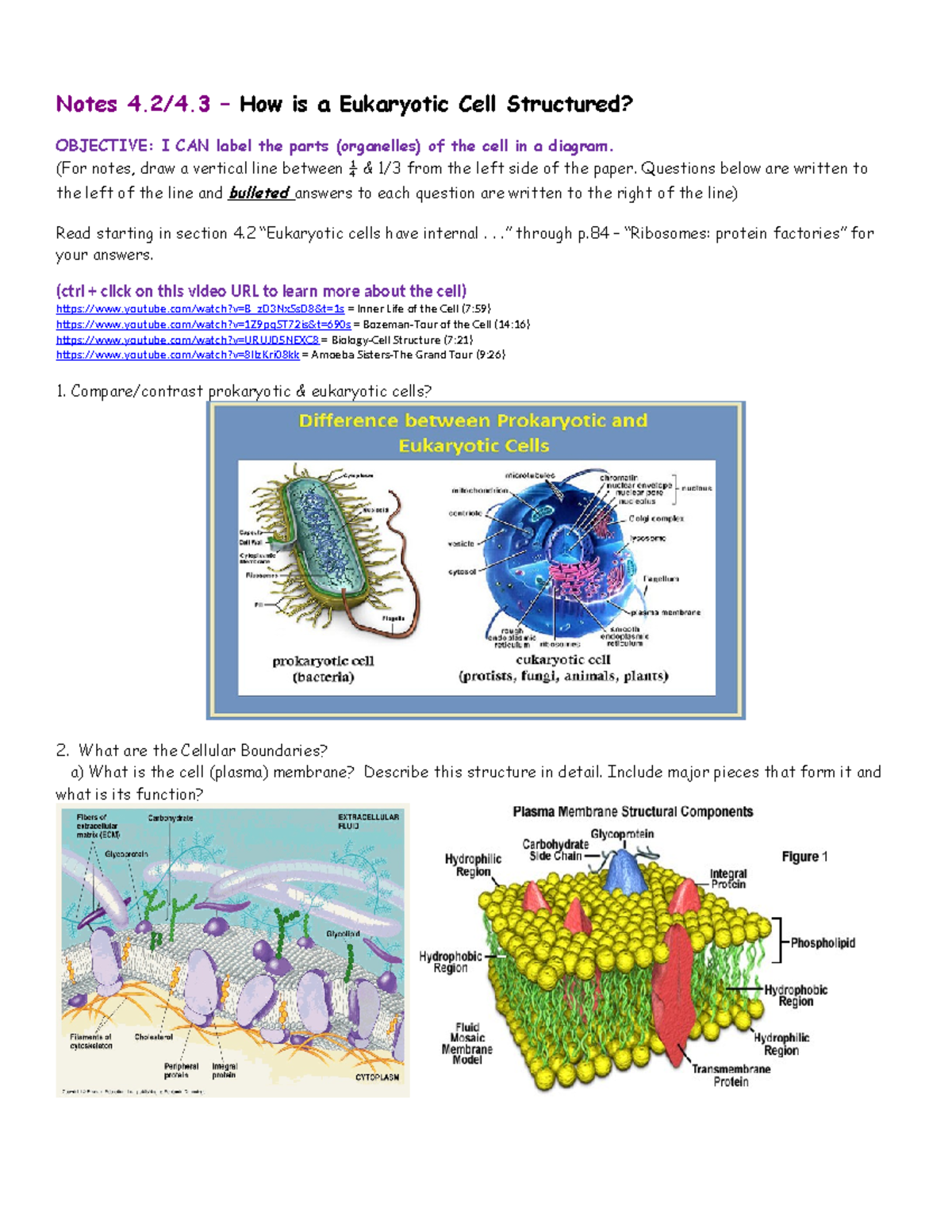 Notes 4.2-4.3 Eukaryotic Cells - Notes 4.2/4 – How is a Eukaryotic Cell ...