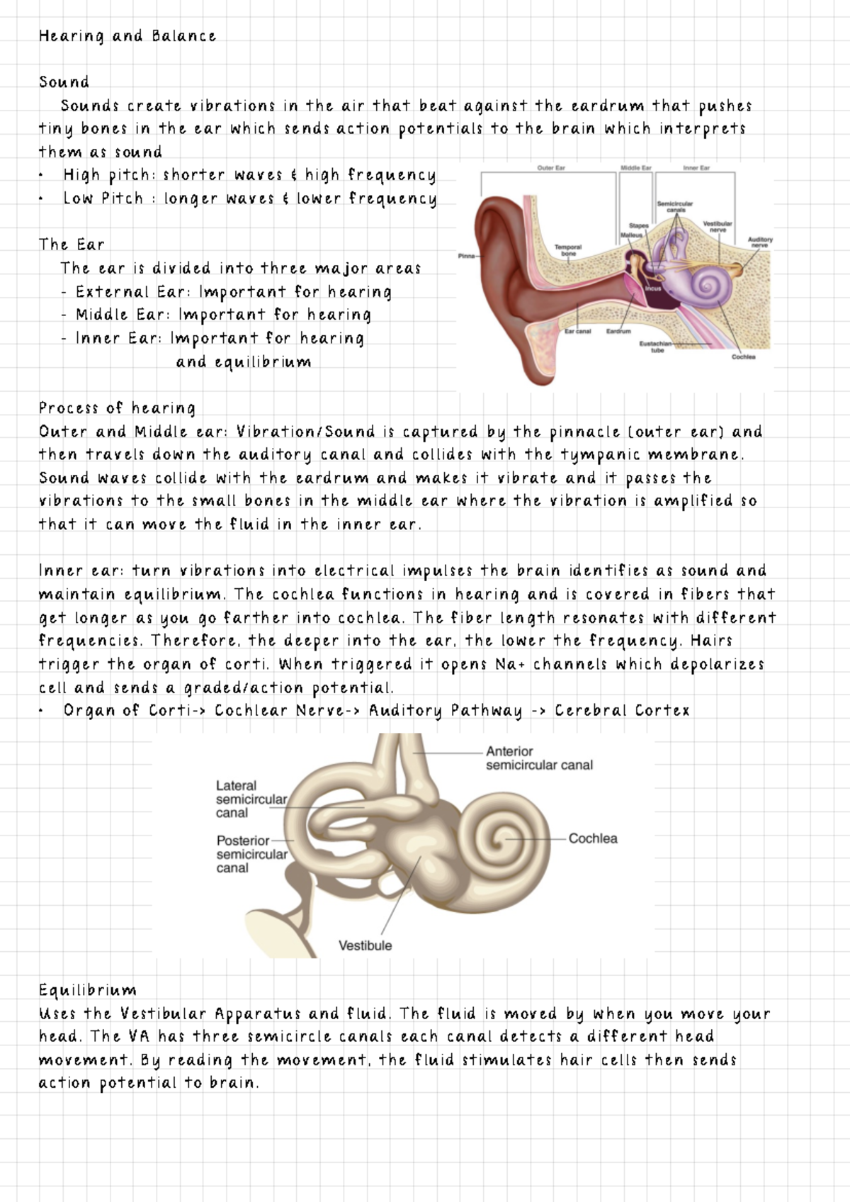 Hearing And Balance - Hearing and Balance Sound Sounds create ...