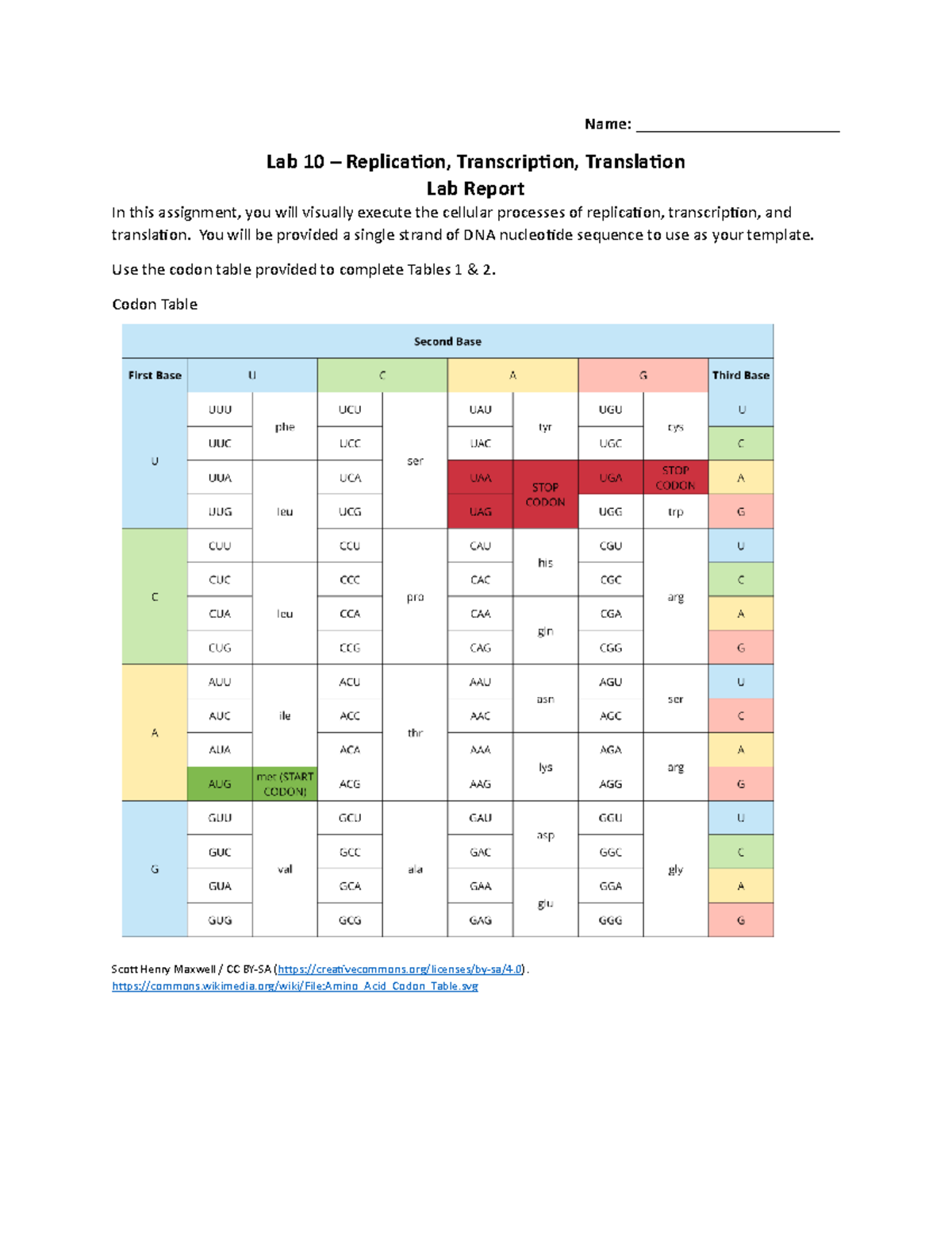 Lab 10 Replication-Transcription-Translation Lab Report Amended - Name