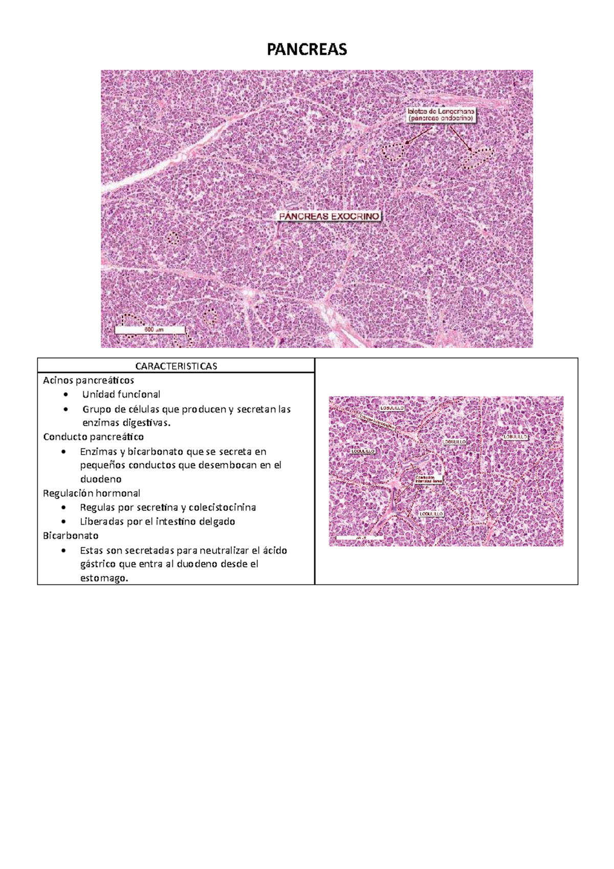 Pancreas atlas - Resumen HISTOLOGIA - PANCREAS CARACTERISTICAS Acinos ...