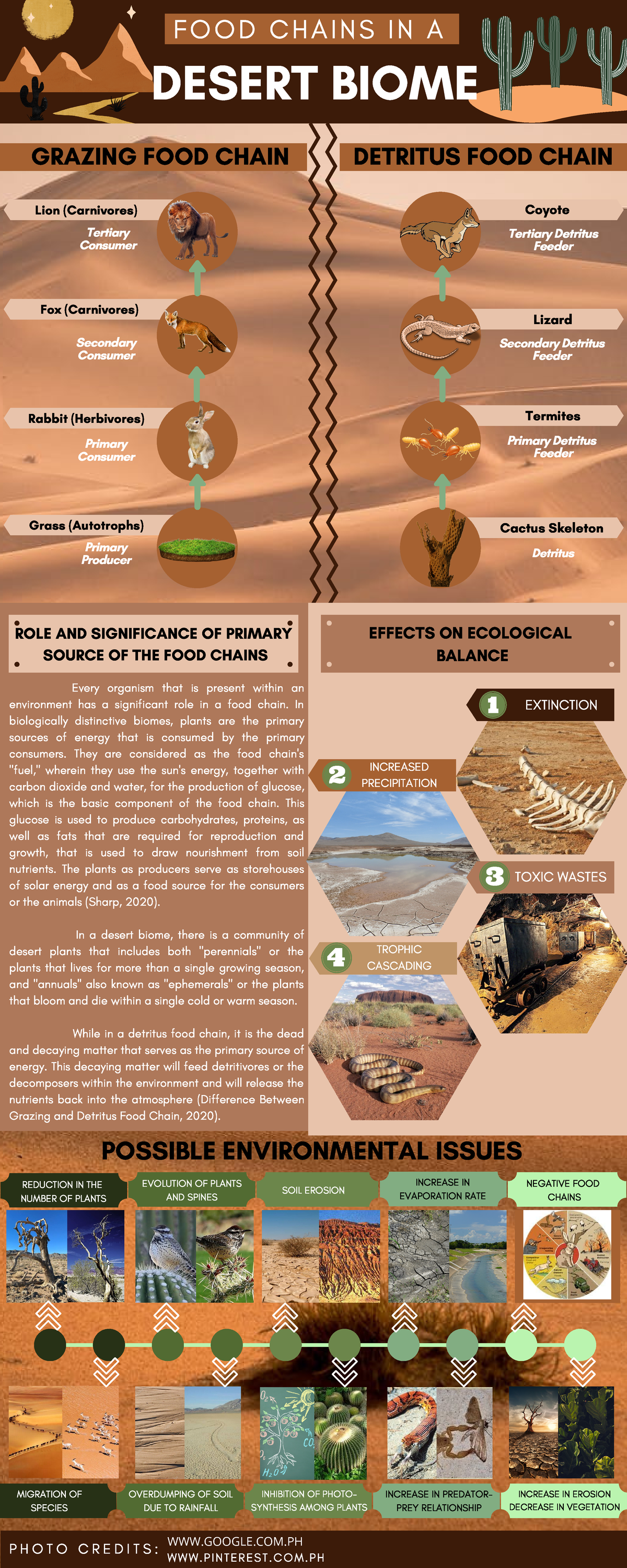 Infographic Desert Sample - FOOD CHAINS IN A DESERT BIOME ROLE AND ...