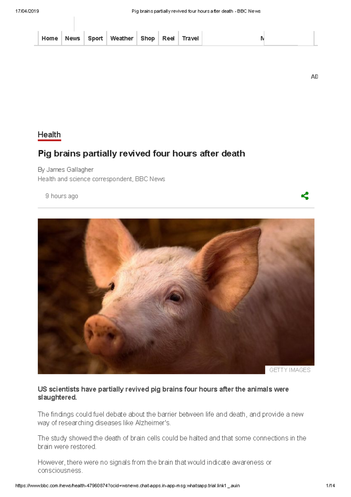 01 Pig brains partially revived four hours after death - BBC News - AD ...