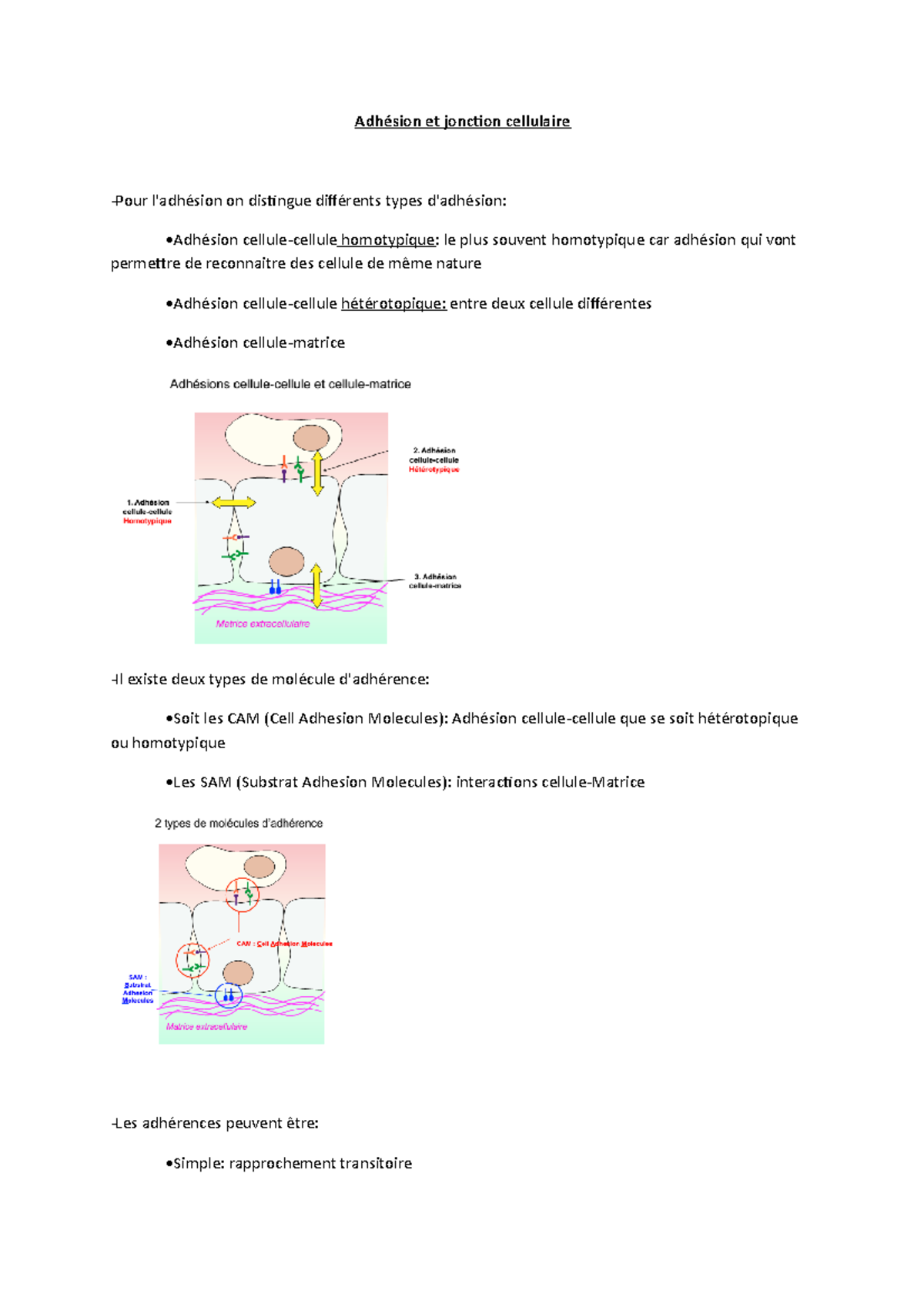 10-Adhésion et jonction cellulaire - Adhésion et jonction cellulaire ...